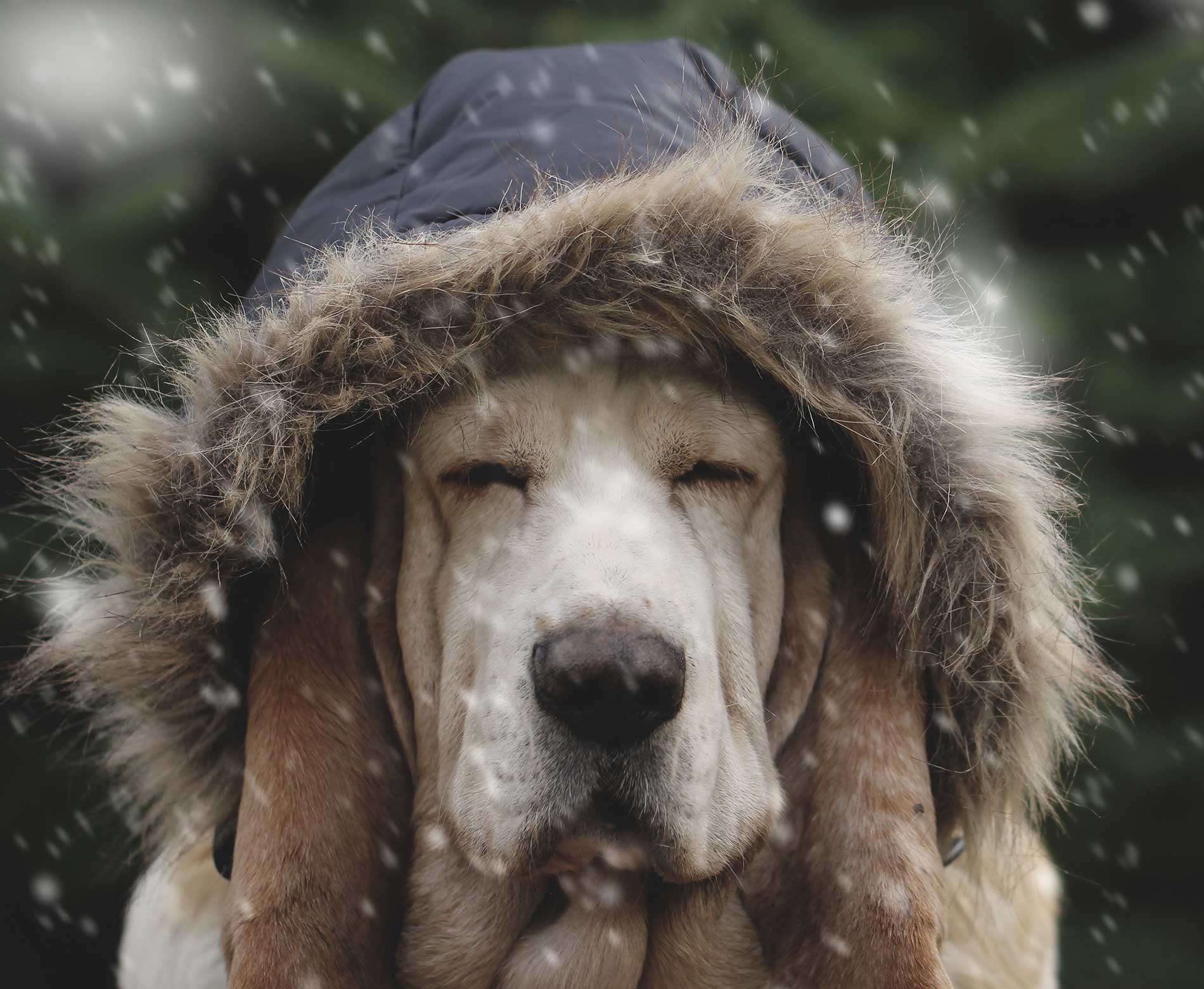 Cold Weather Pet Safety Tips from Ears to Paws - Verlota.com
