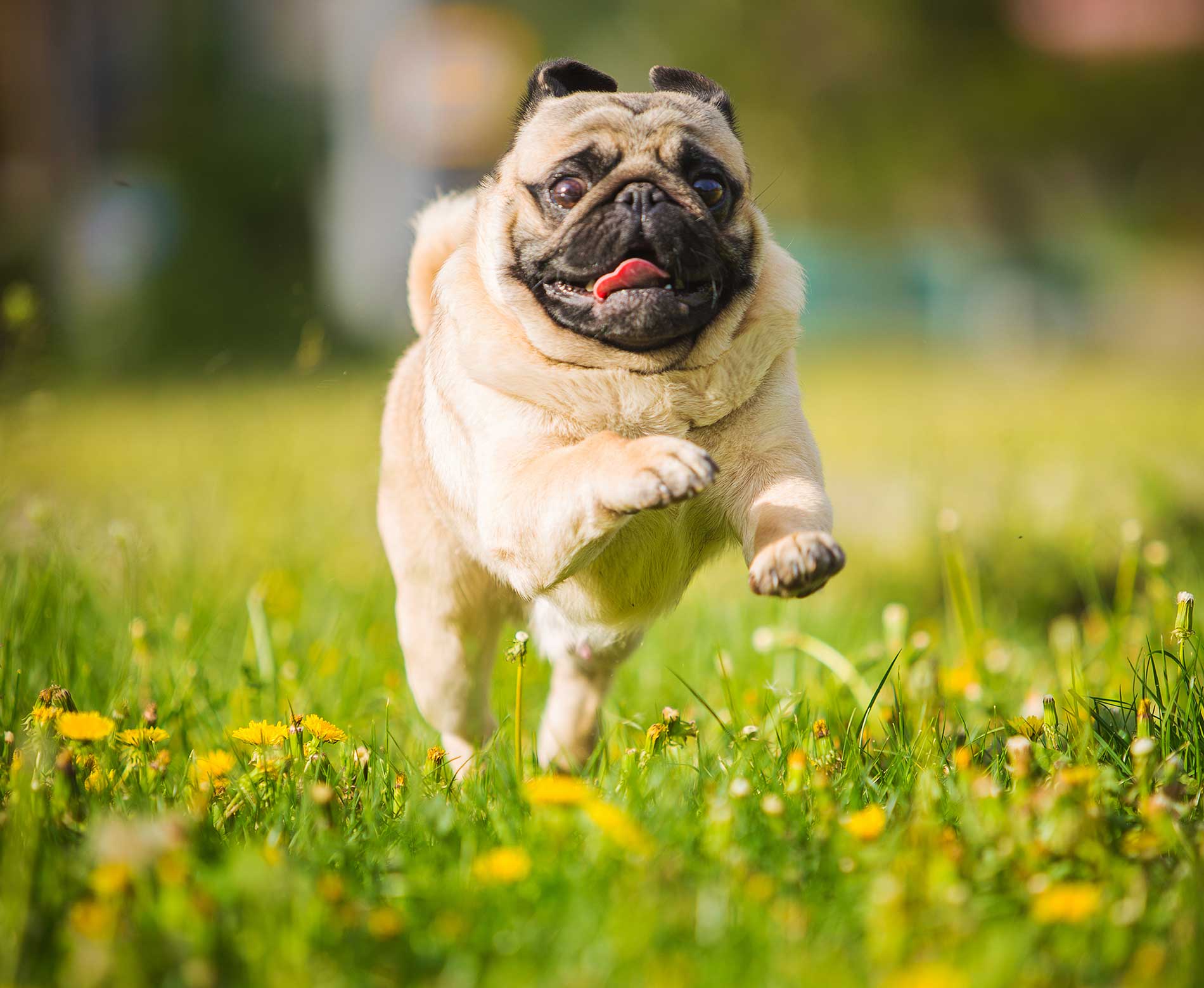 Pug Health Problems And Pug Grooming Tips Common Pug Health Problems
